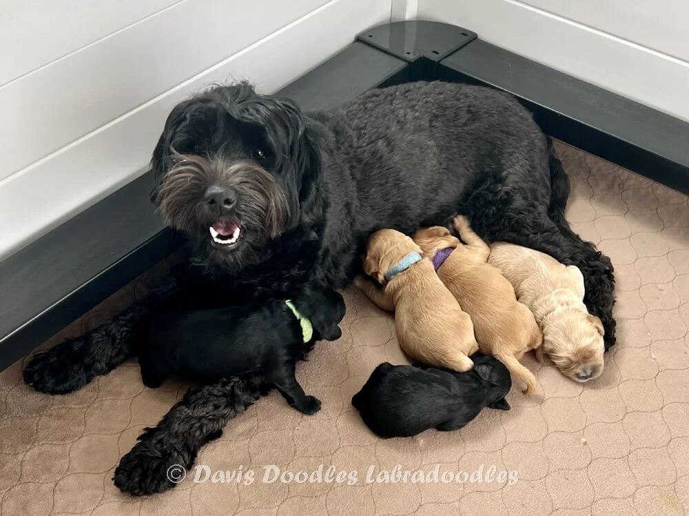 Labradoodle Breeding Dogs | Georgia | Gypsy