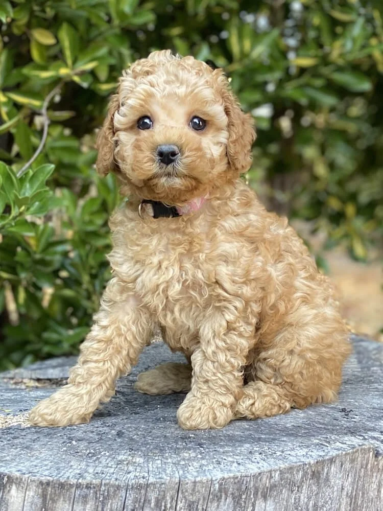 Australian Labradoodles | Georgia | Female Breeders