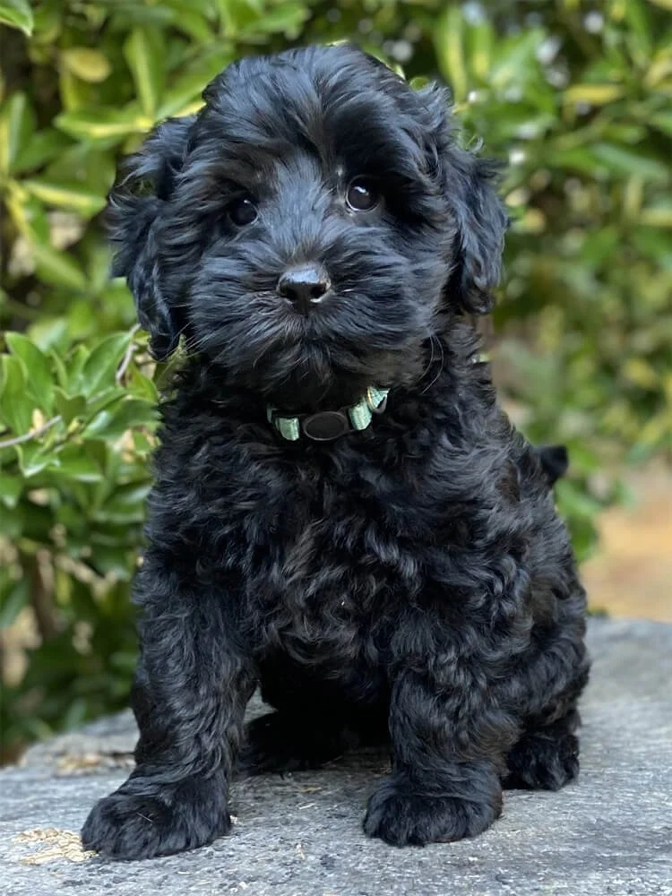 Female Labradoodle Breeders | Georgia — Davis Doodles Labradoodles