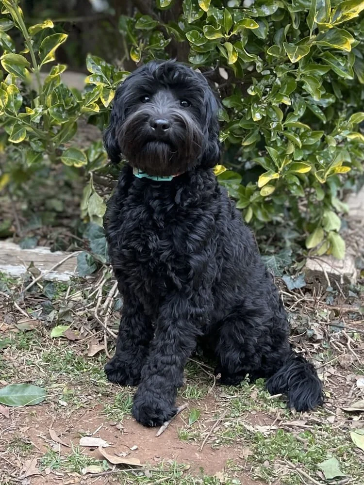 Labradoodle Breeding Dogs | Georgia | Gypsy