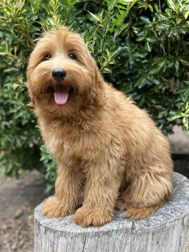 Australian Labradoodles | Georgia | Male Breeders — Davis Doodles ...