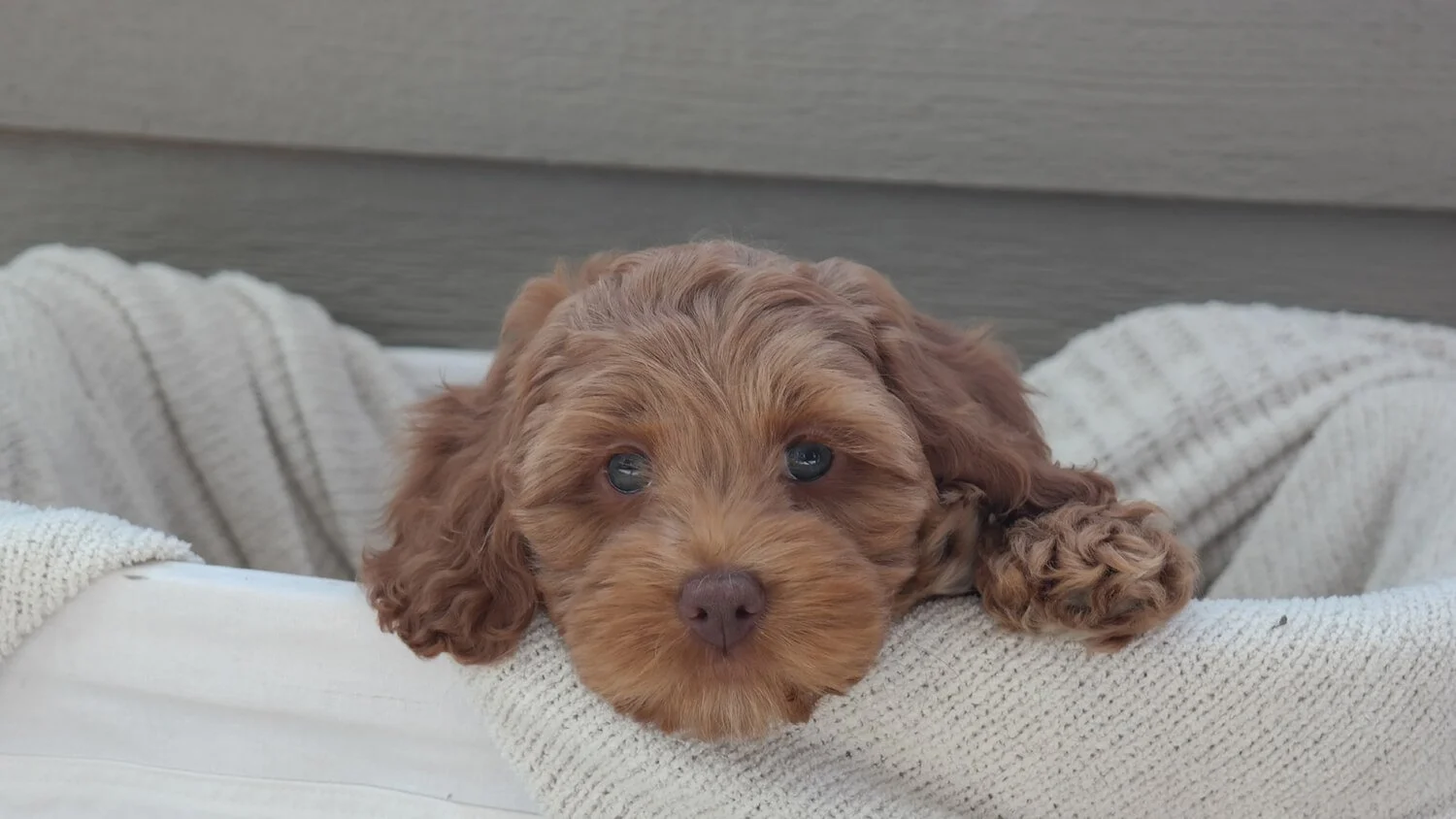 Davis Doodles Labradoodles