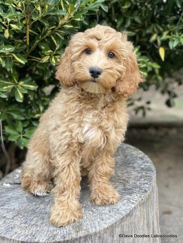 Australian Labradoodles | Georgia | Female Breeders — Davis Doodles ...