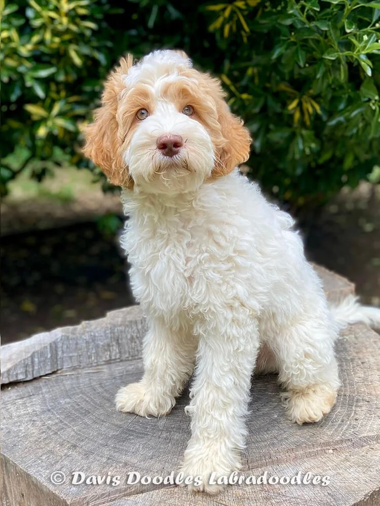 Australian Labradoodle Puppies | Georgia | Available Guardians