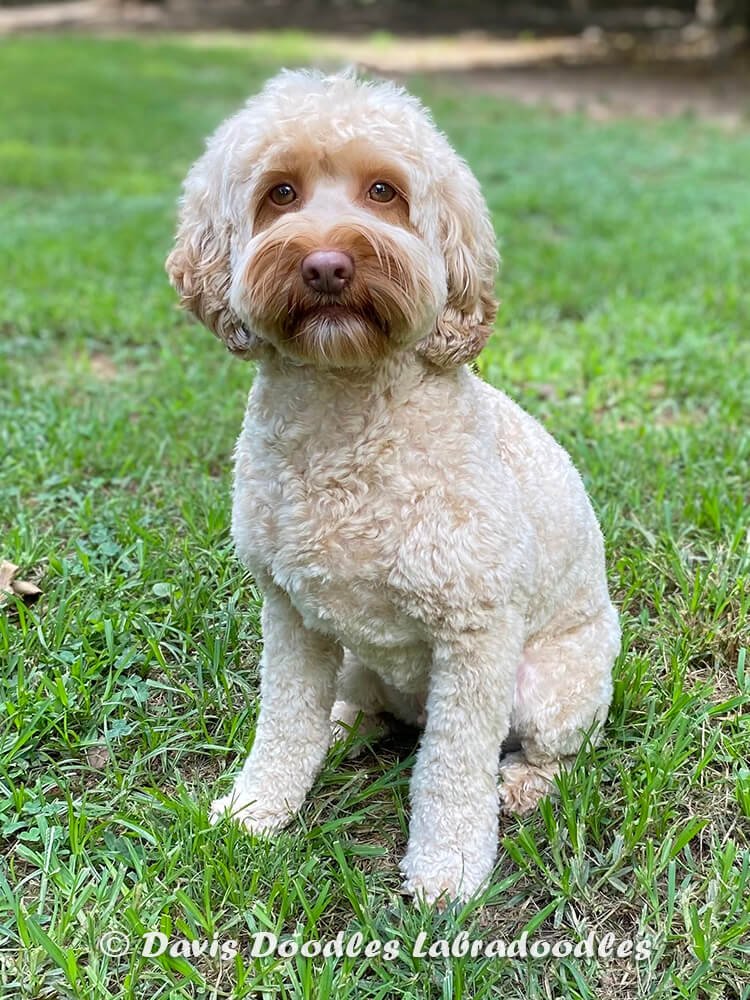 Australian Labradoodles | Georgia | Female Breeders