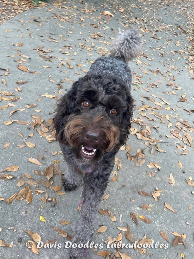 Australian Labradoodles | Georgia | Female Breeders