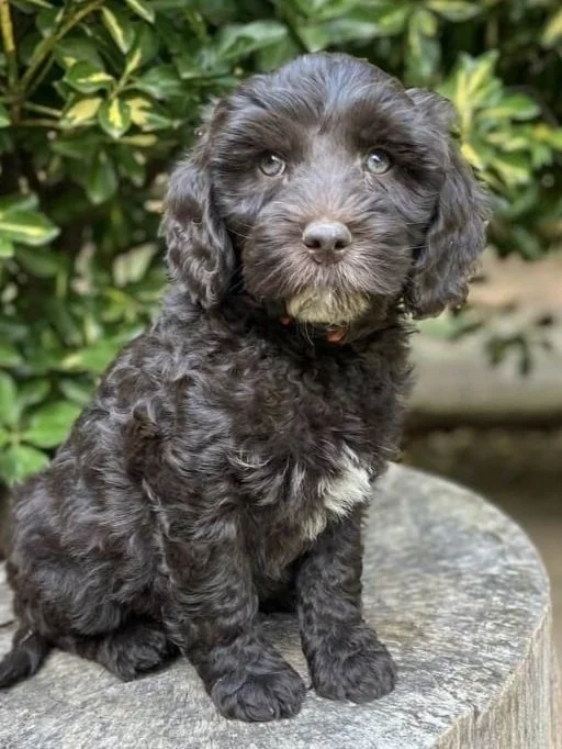 Australian Labradoodles | Georgia | Female Breeders — Davis Doodles ...