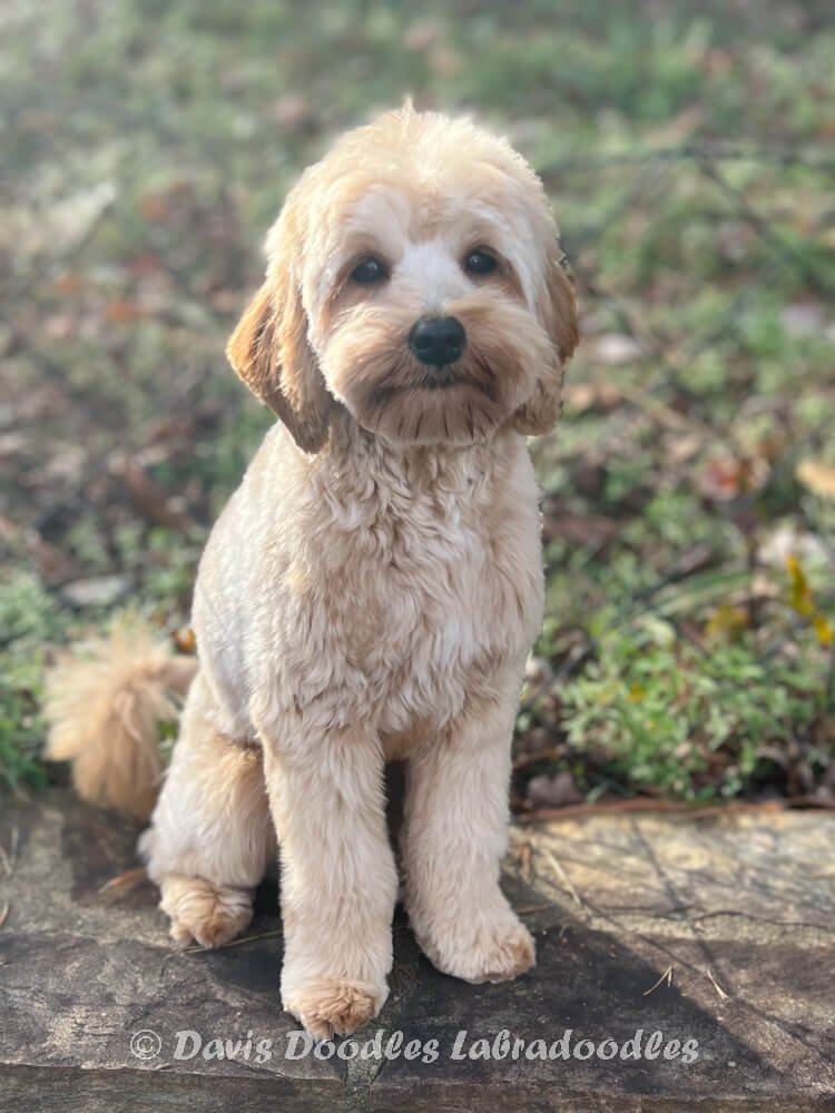 Australian Labradoodles | Georgia | Male Breeders