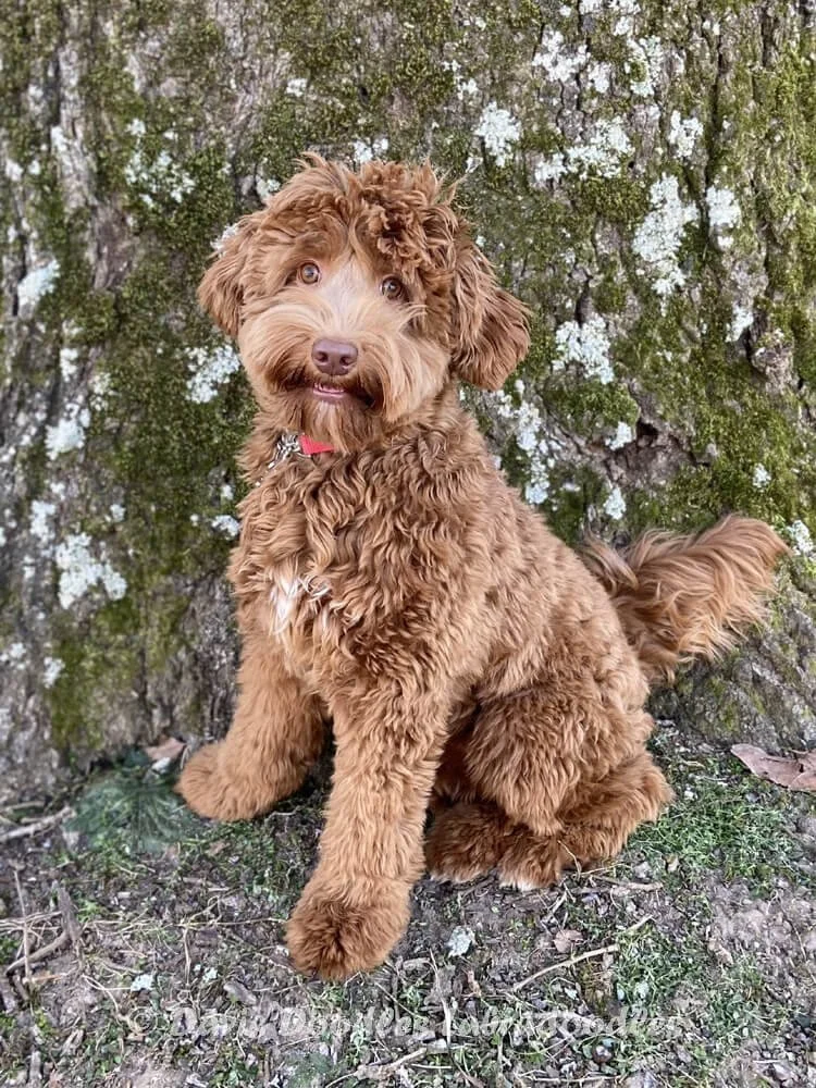 Davis Doodles Labradoodles