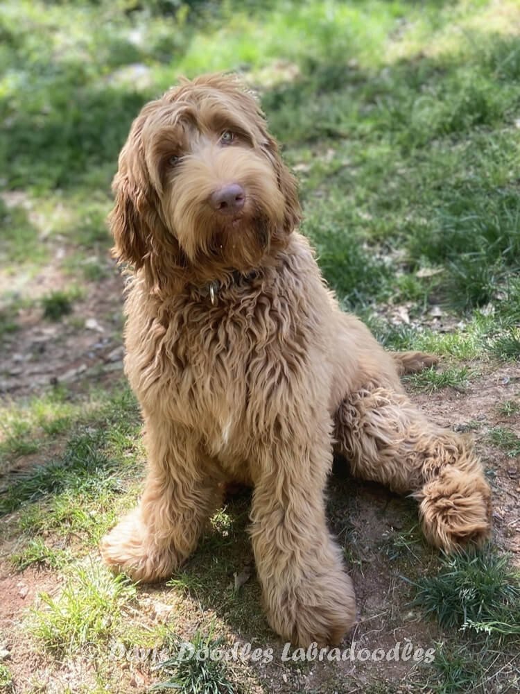 Davis Doodles Labradoodles