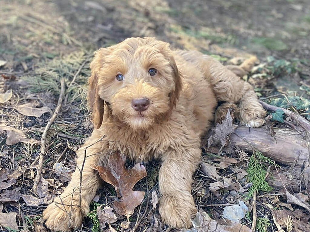 Davis Doodles Labradoodles