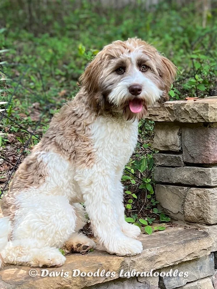 Australian Labradoodles | Georgia | Male Breeders