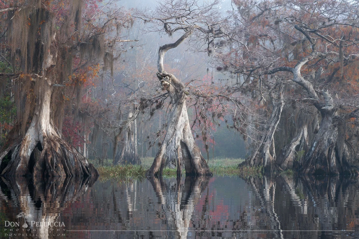 Cypress Tree Photography — Don Pelliccia Photography