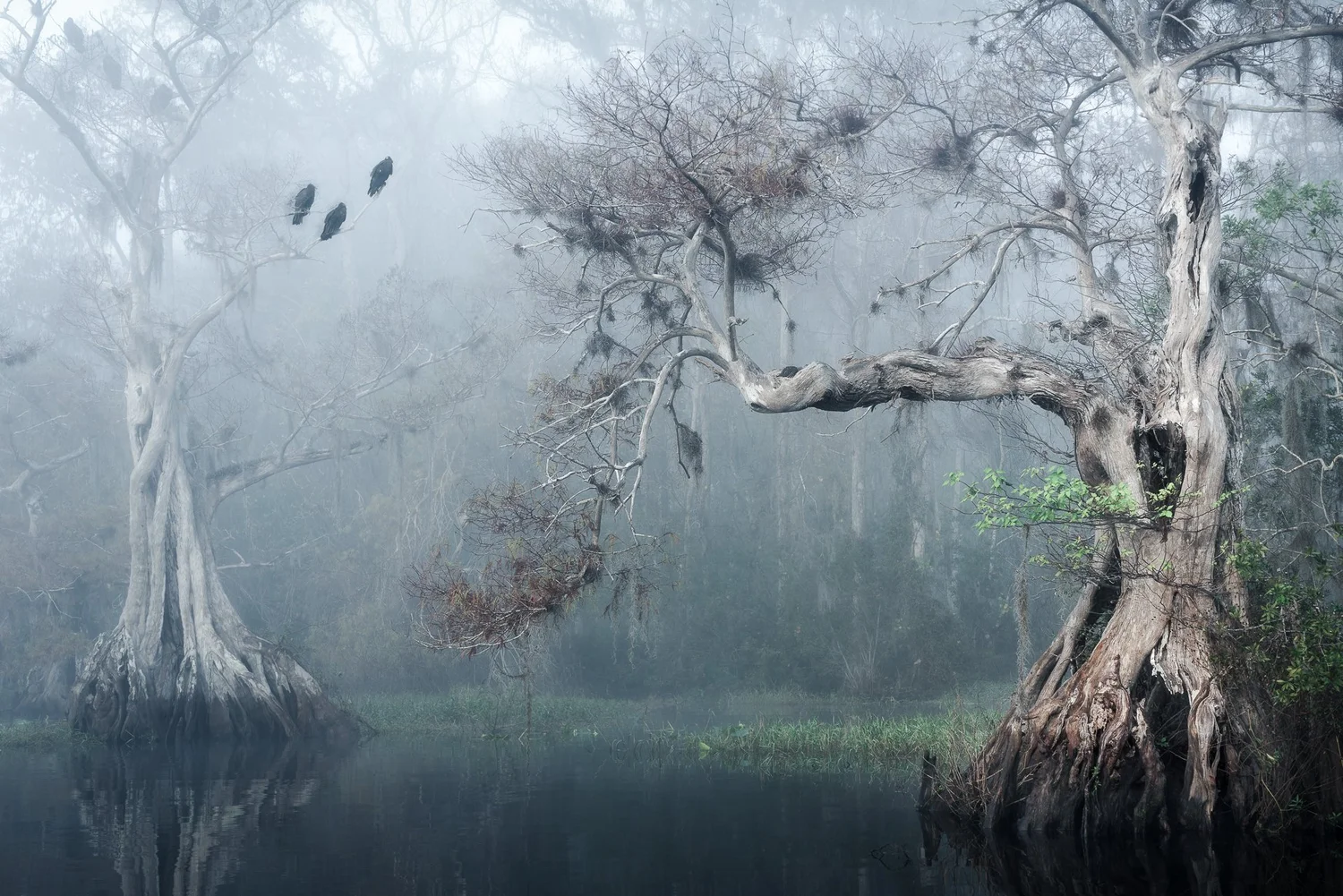 Cypress Tree Photography — Don Pelliccia Photography