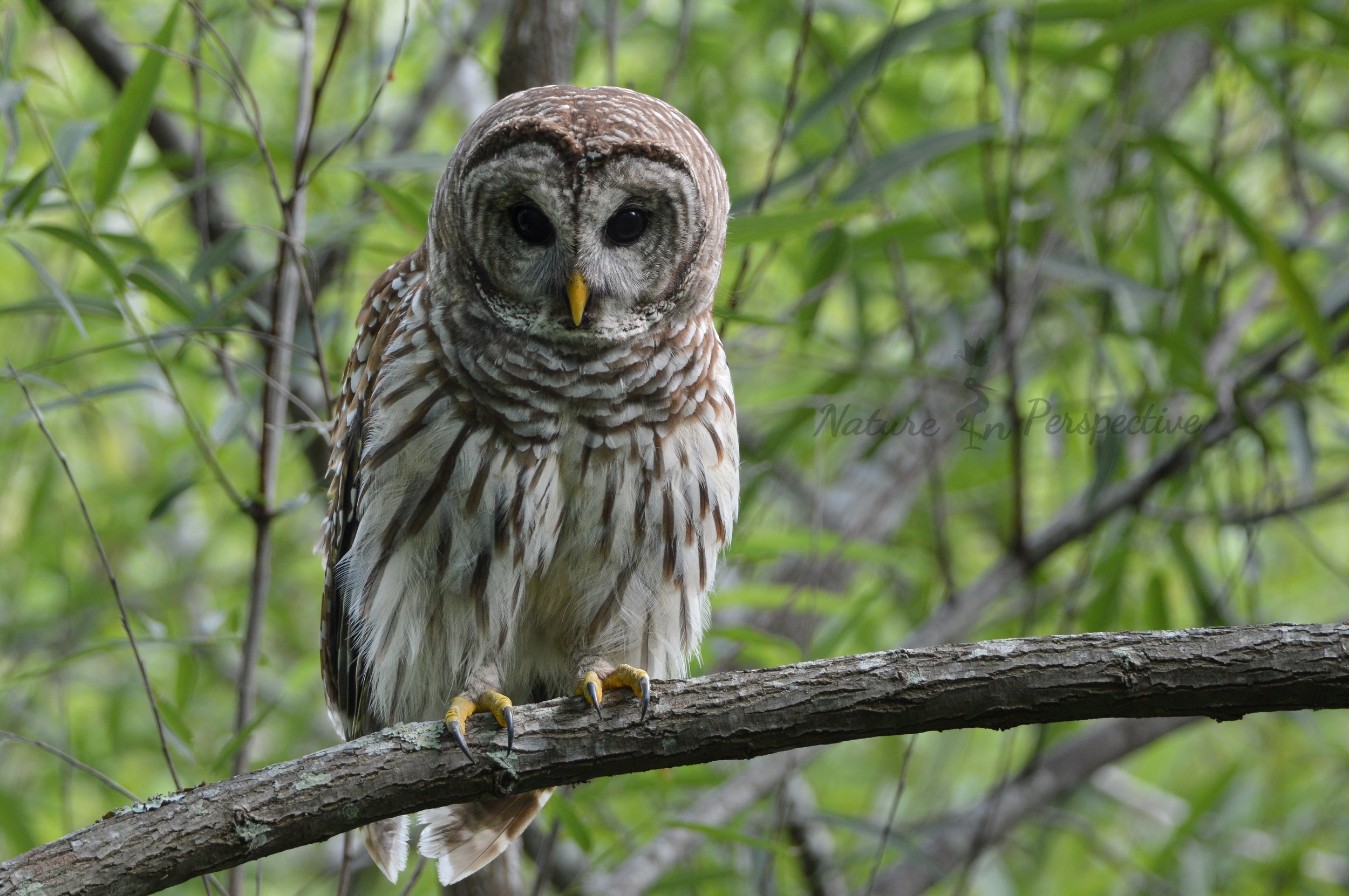 Barred Owl — Nature In Perspective