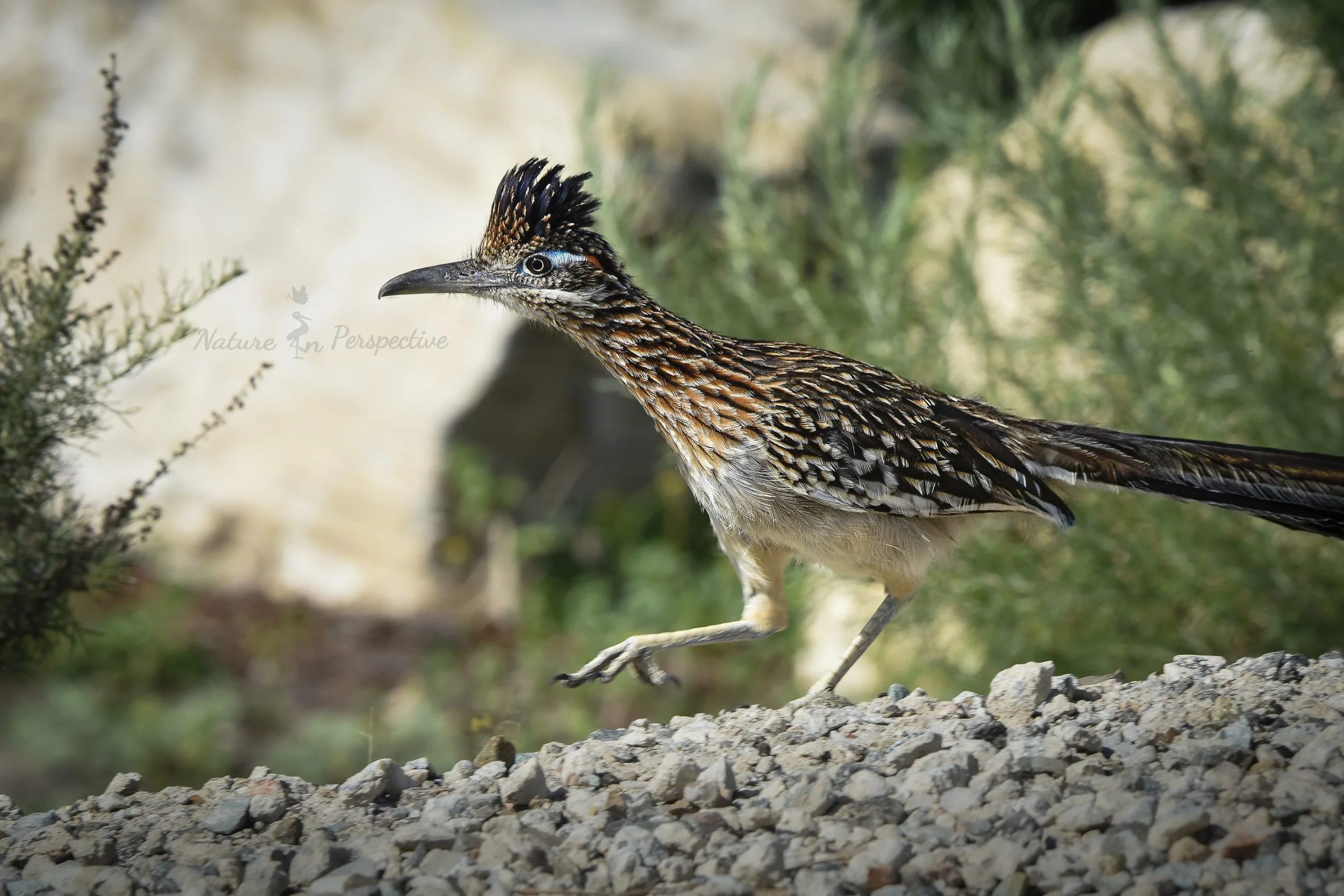 Greater Roadrunner — Nature In Perspective