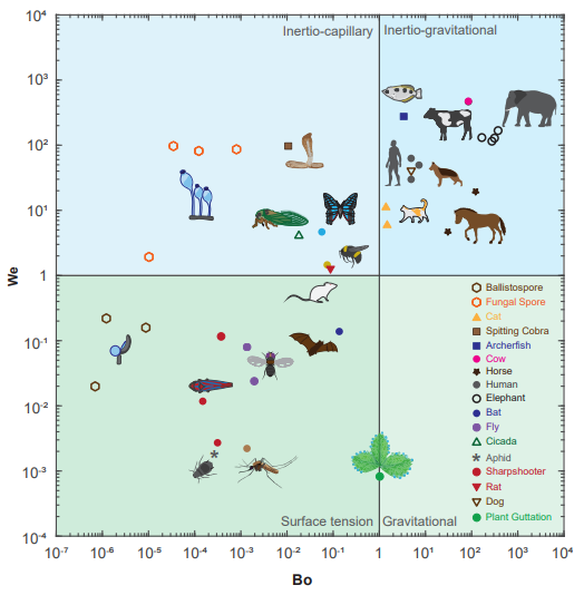 Fluid Ejections in Nature — The Bhamla Lab
