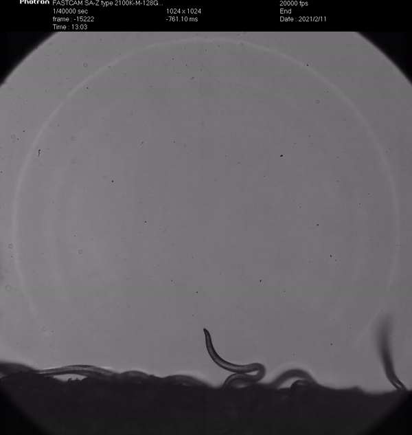 Projects — The Bhamla Lab