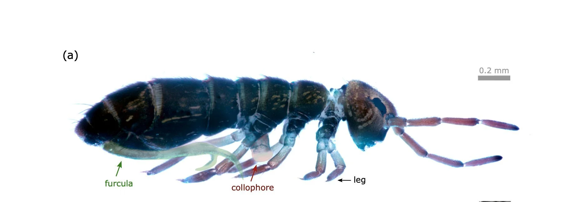 Leaping Springtails — The Bhamla Lab