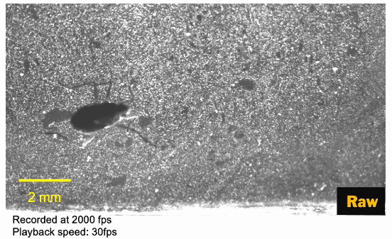 Tiny Amphibious Water Striders — The Bhamla Lab