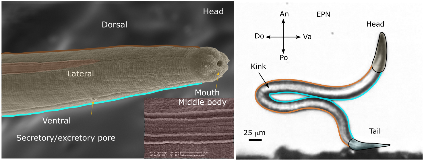 Leaping Legless Worms — The Bhamla Lab