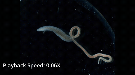 Living Worm Tangles — The Bhamla Lab
