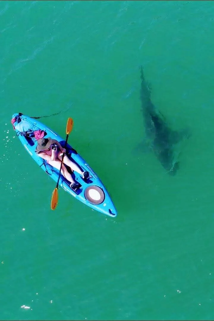 Exploration of Shark Park - Part I — Tina in English