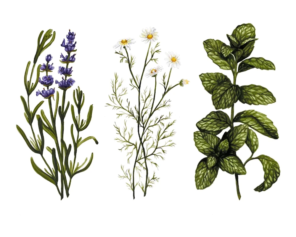 Botanical Herb Prints — JillC Designs- Art