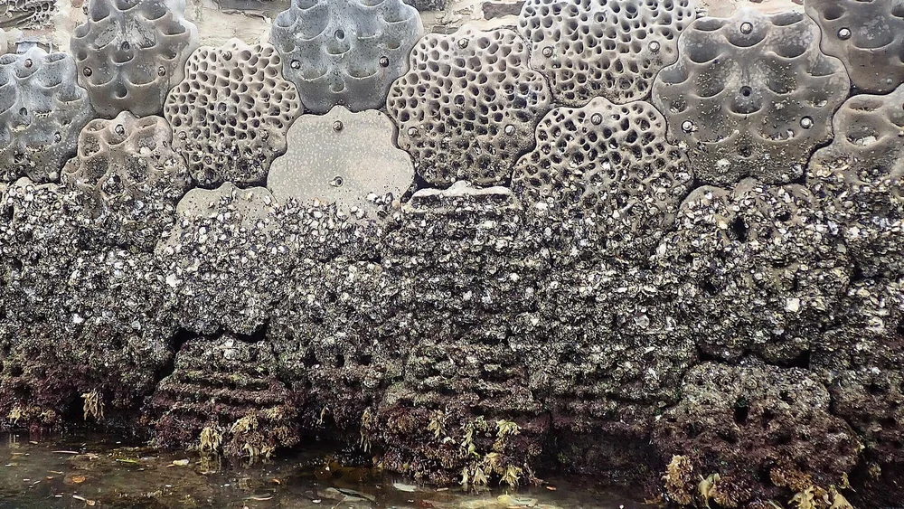 Living Seawalls Science — Living Seawalls