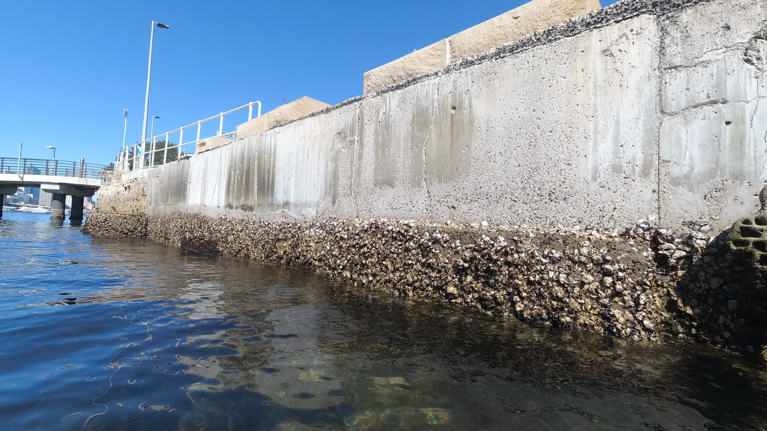 Living Seawalls Mission — Living Seawalls