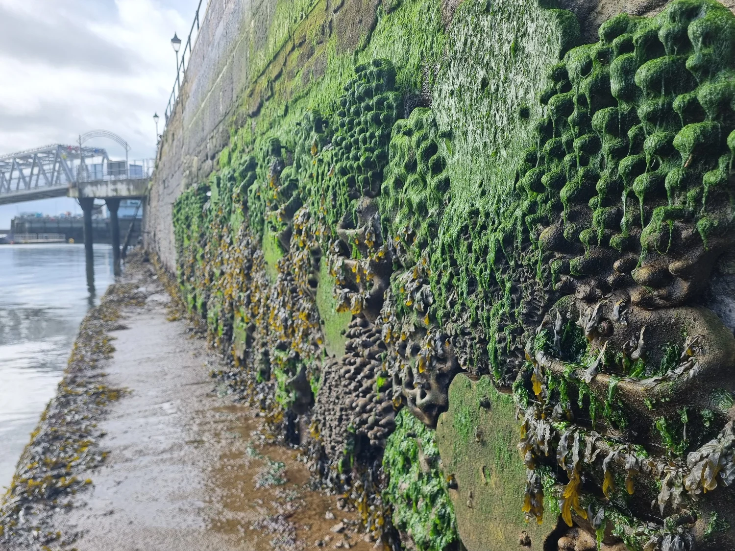 Living Seawalls