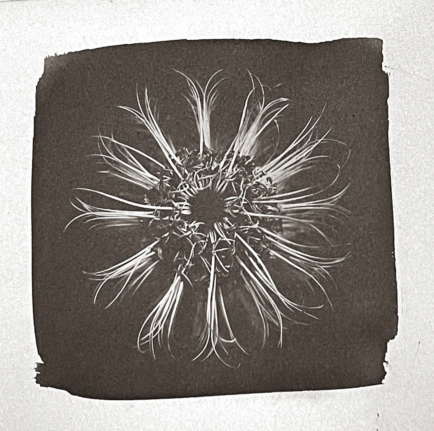 Being — Turtle Pictures — Sally Mayman