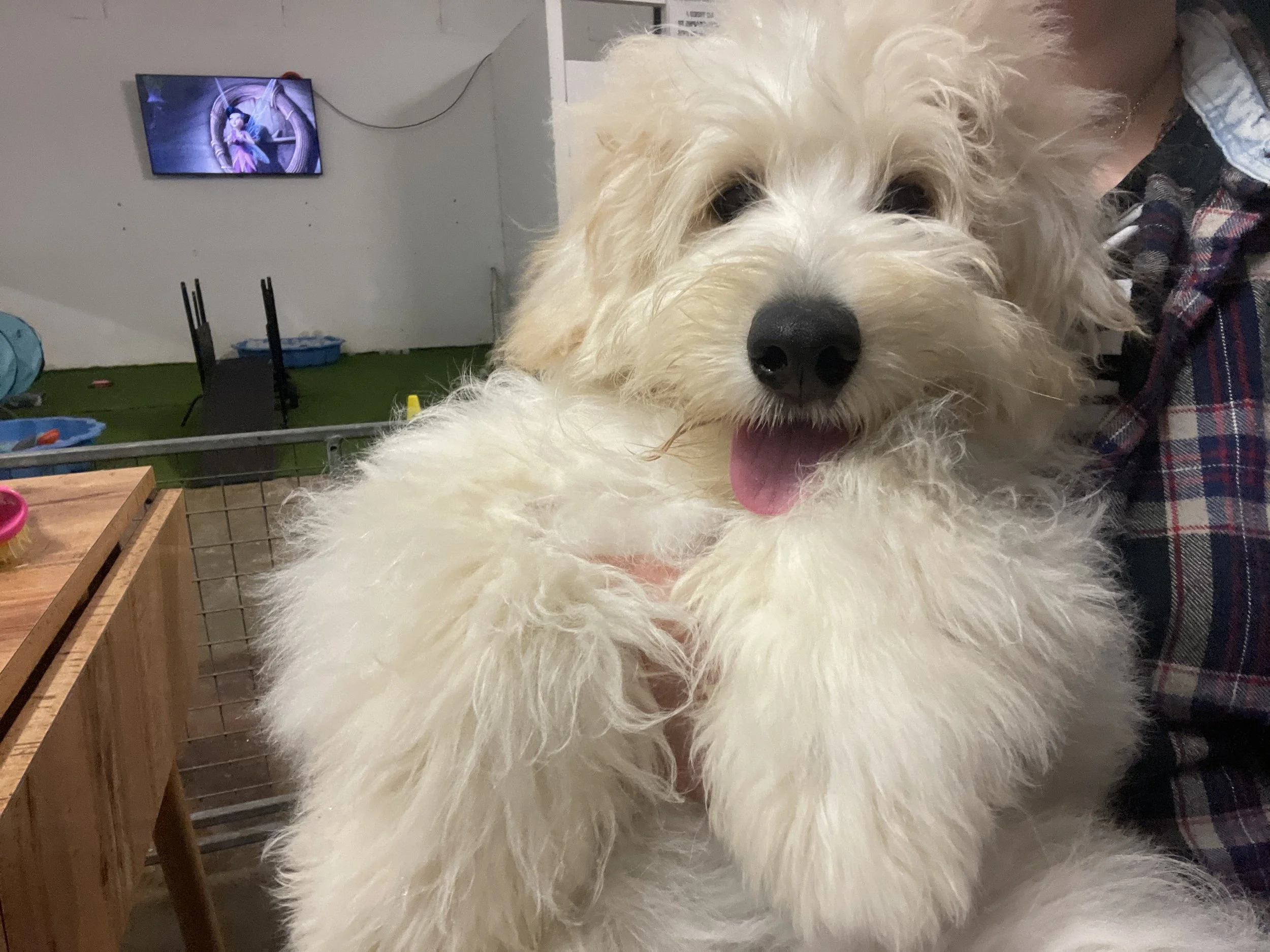 Samoyed Poodle Cross