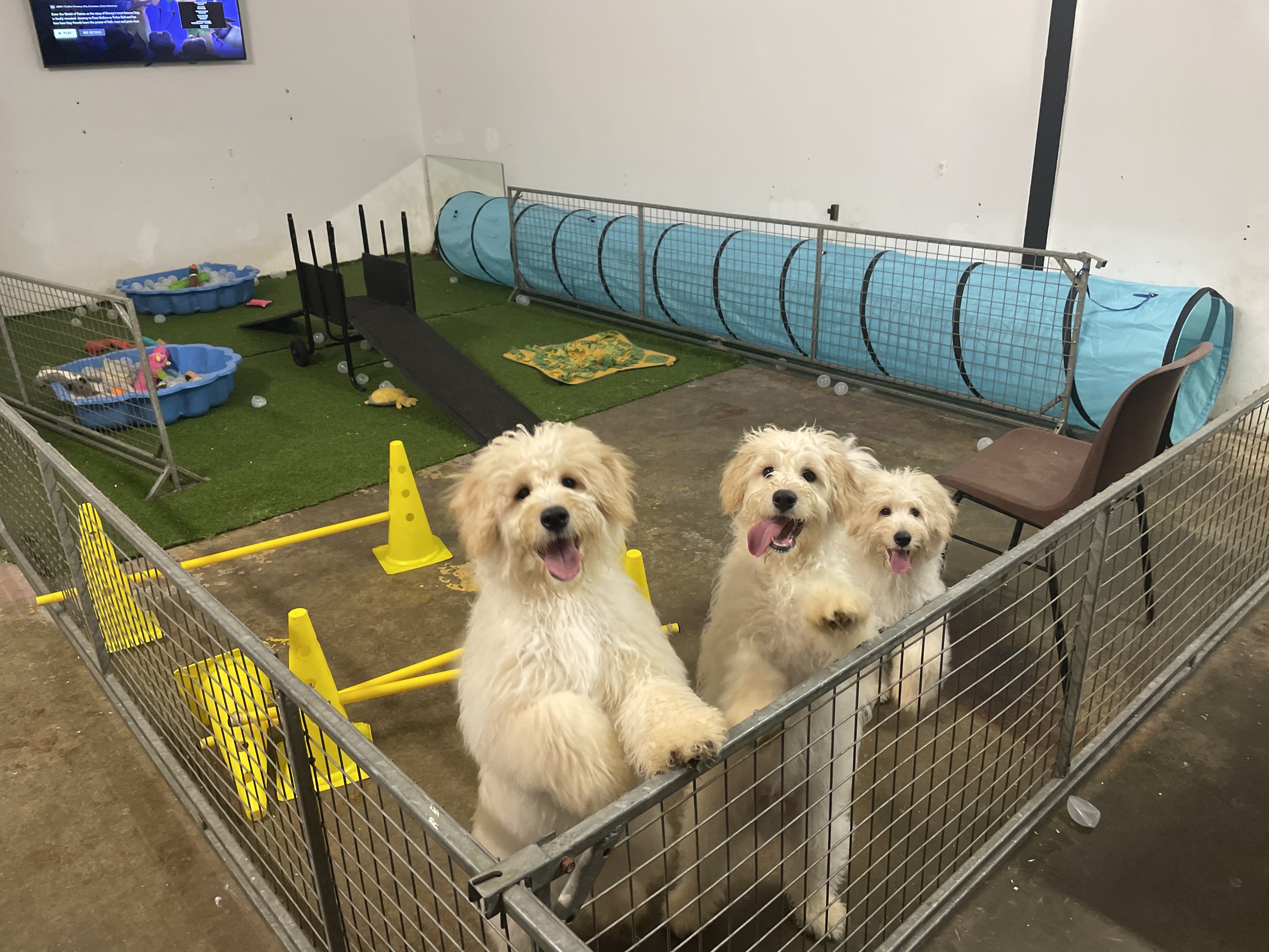 Samoyed Poodle Cross