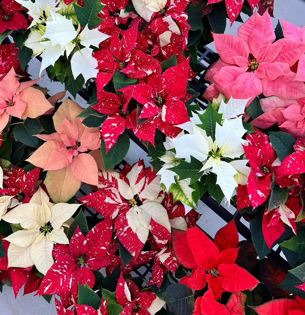 Garden Center Sumner, WA | Windmill Gardens