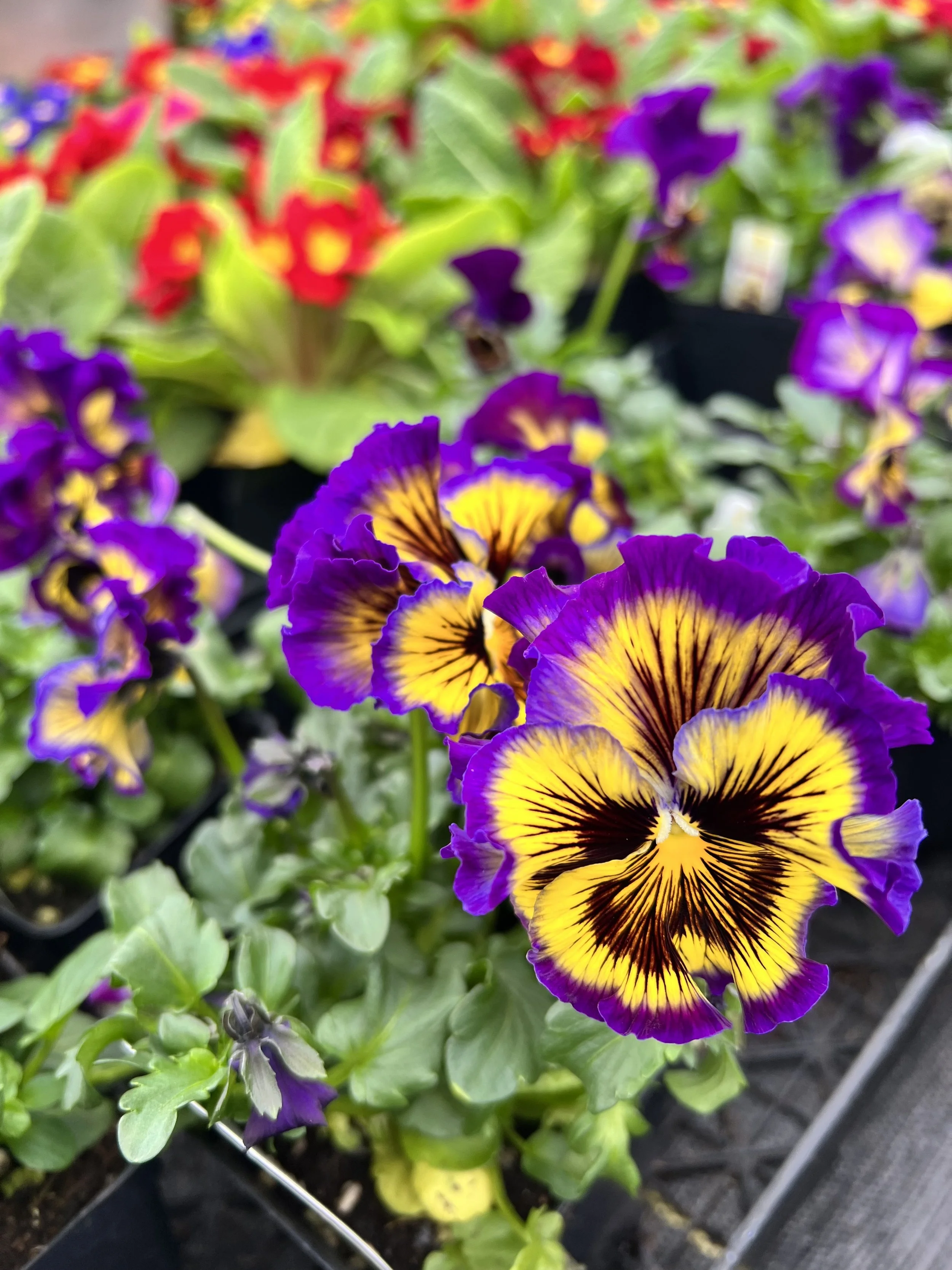 Windmill Gardens - Sumner Garden Center and Florist