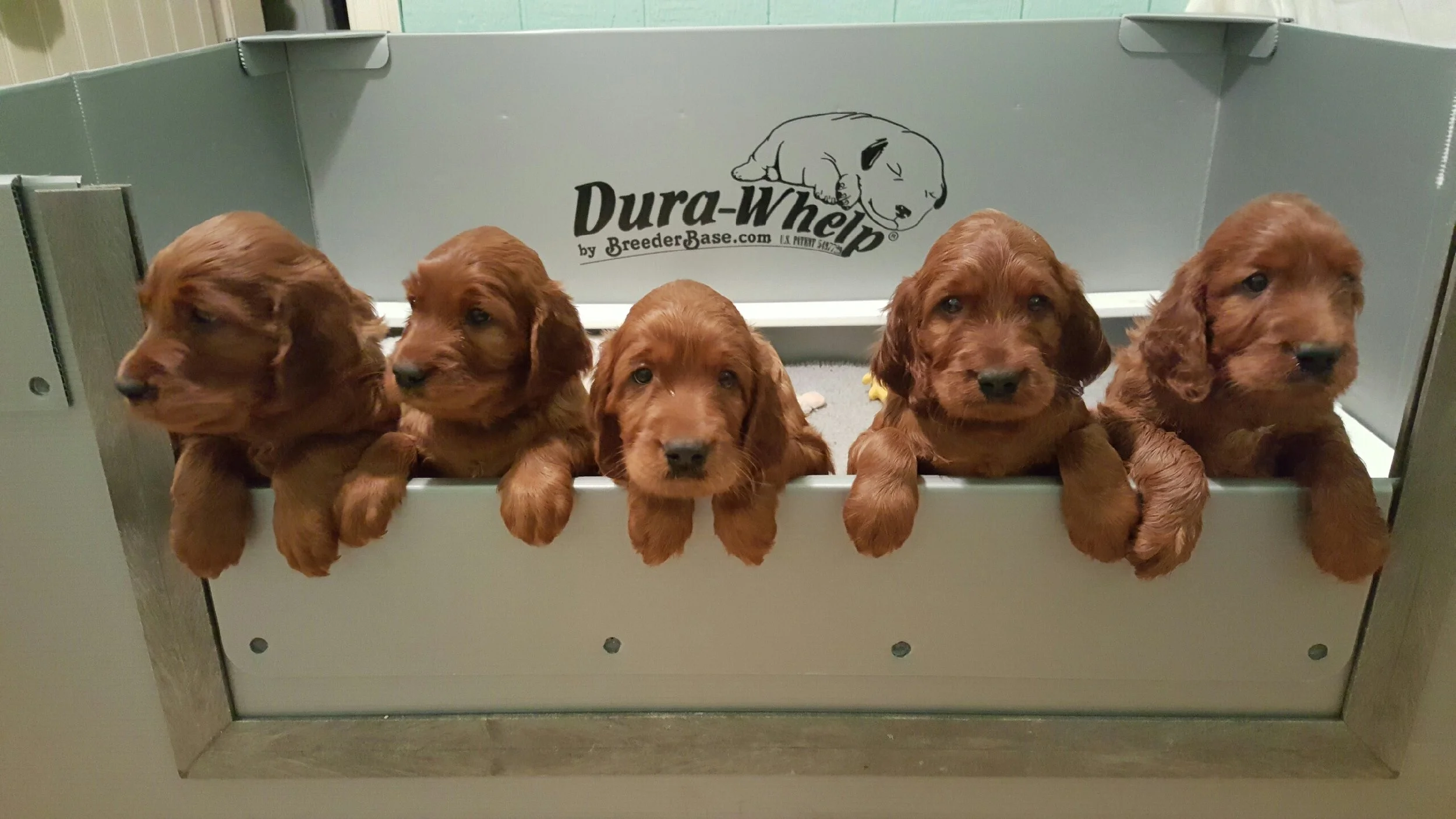 Dura-Whelp Whelping Box and Whelping Supplies