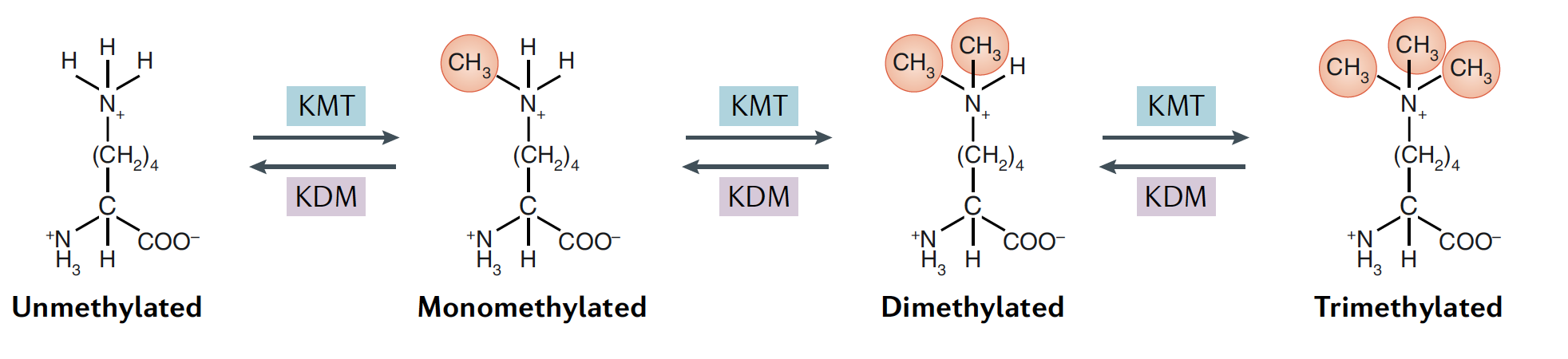 Science — The Gozani Lab