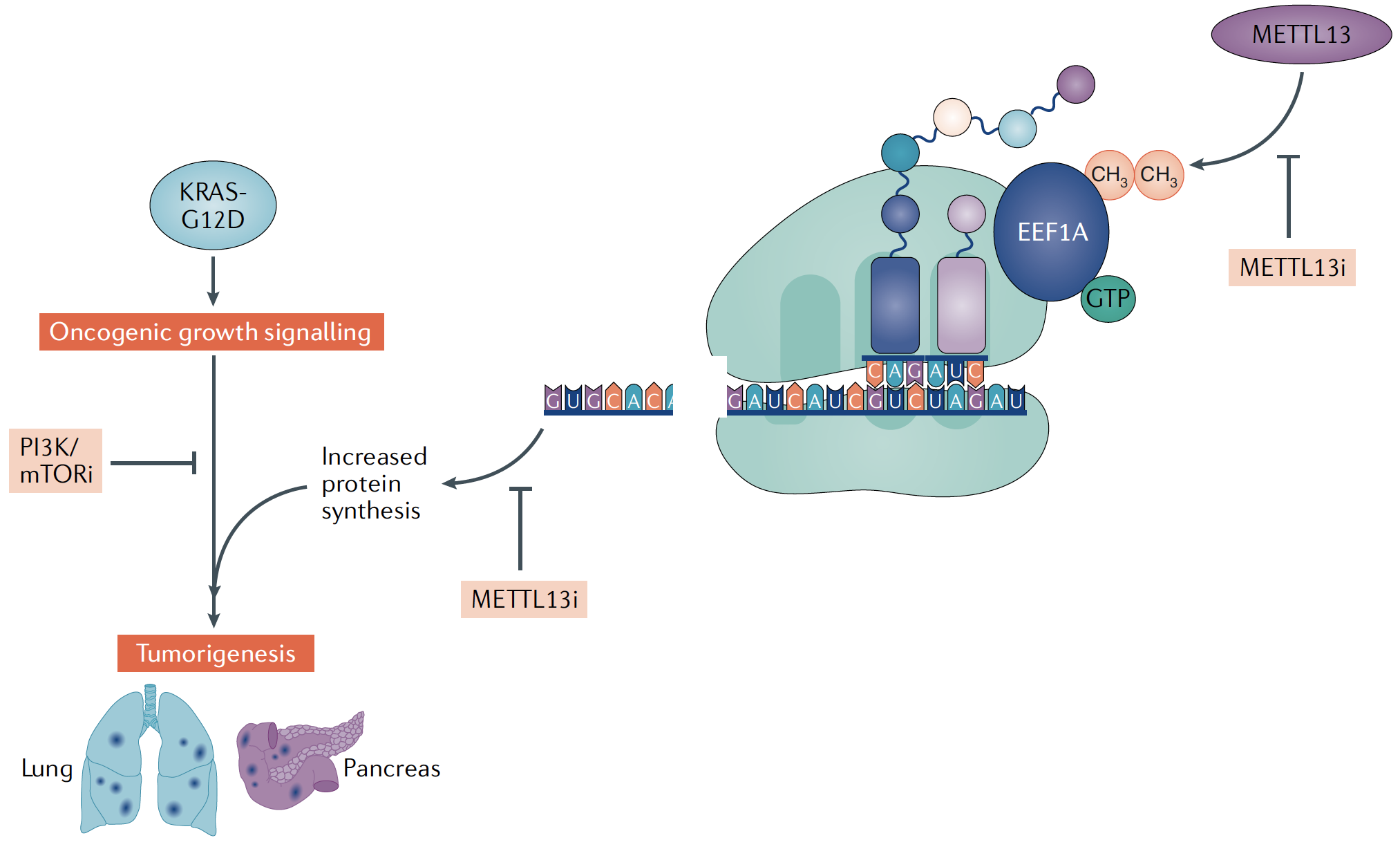 Science — The Gozani Lab