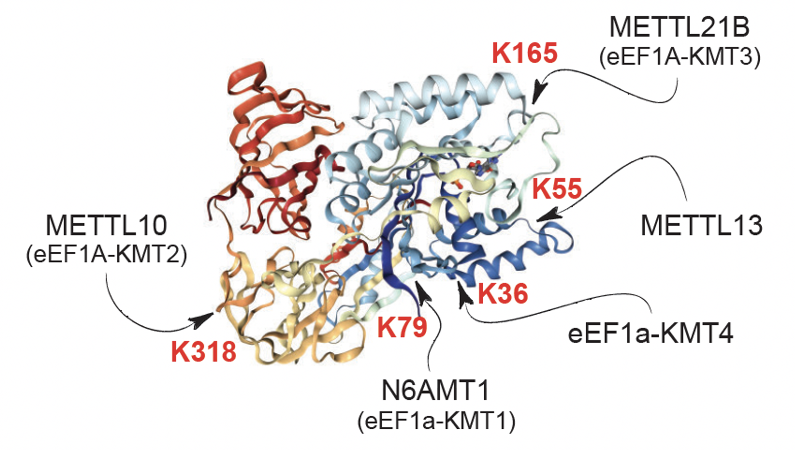 Science — The Gozani Lab