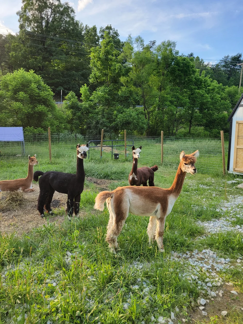 Are Herd Dogs Used For Alpacas