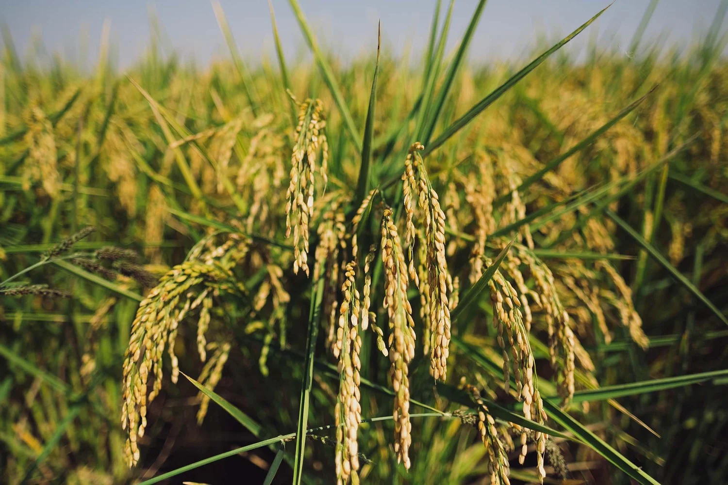 The Facts About California Rice Production — American Commodity Company ...