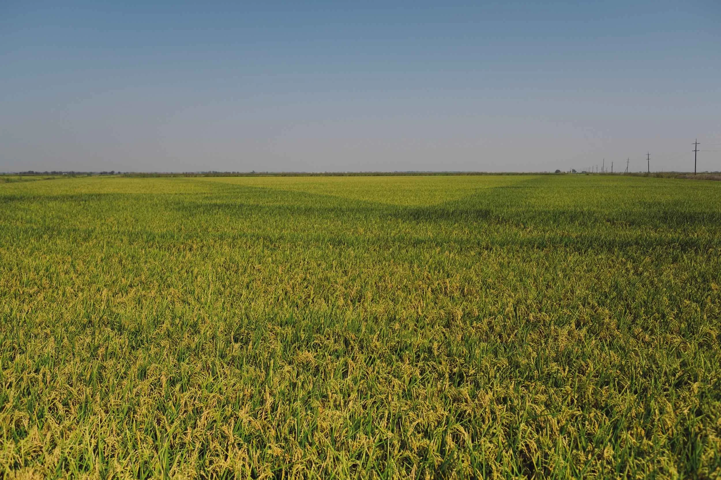 The Facts About California Rice Production — American Commodity Company ...