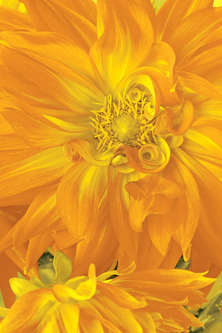 LEAP GasTite - Gas Piping System — LEAP Piping & Drainage