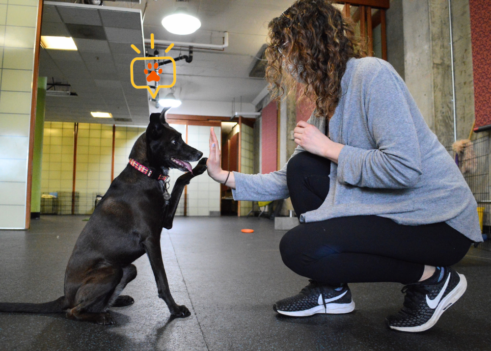 Prime Paw - San Francisco (SF) Dog Training - Dog Training and Daycare