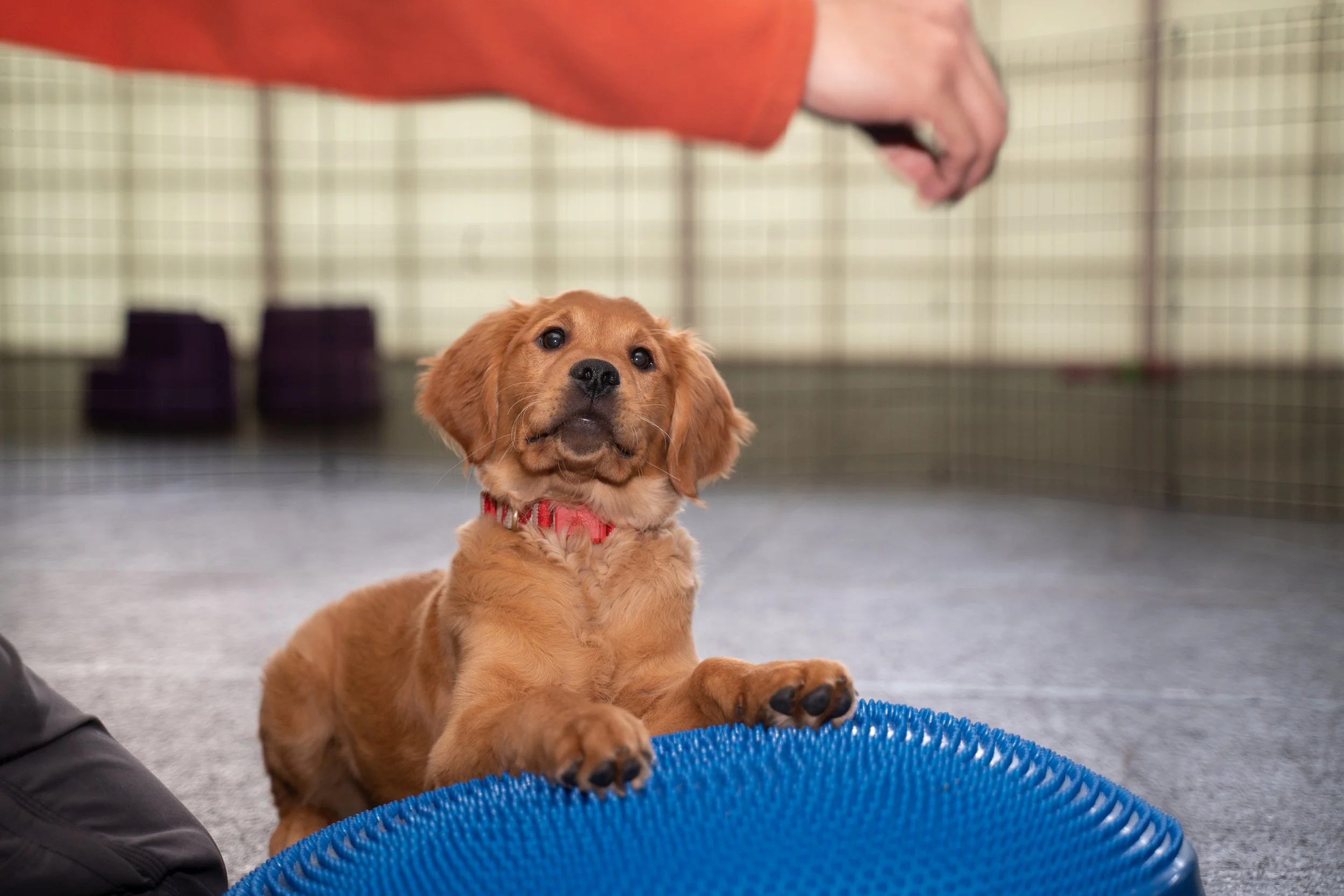 Prime Paw - San Francisco (SF) Dog Training - Dog Training and Daycare