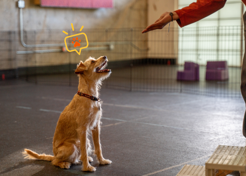 Prime Paw - San Francisco (SF) Dog Training - Dog Training and Daycare