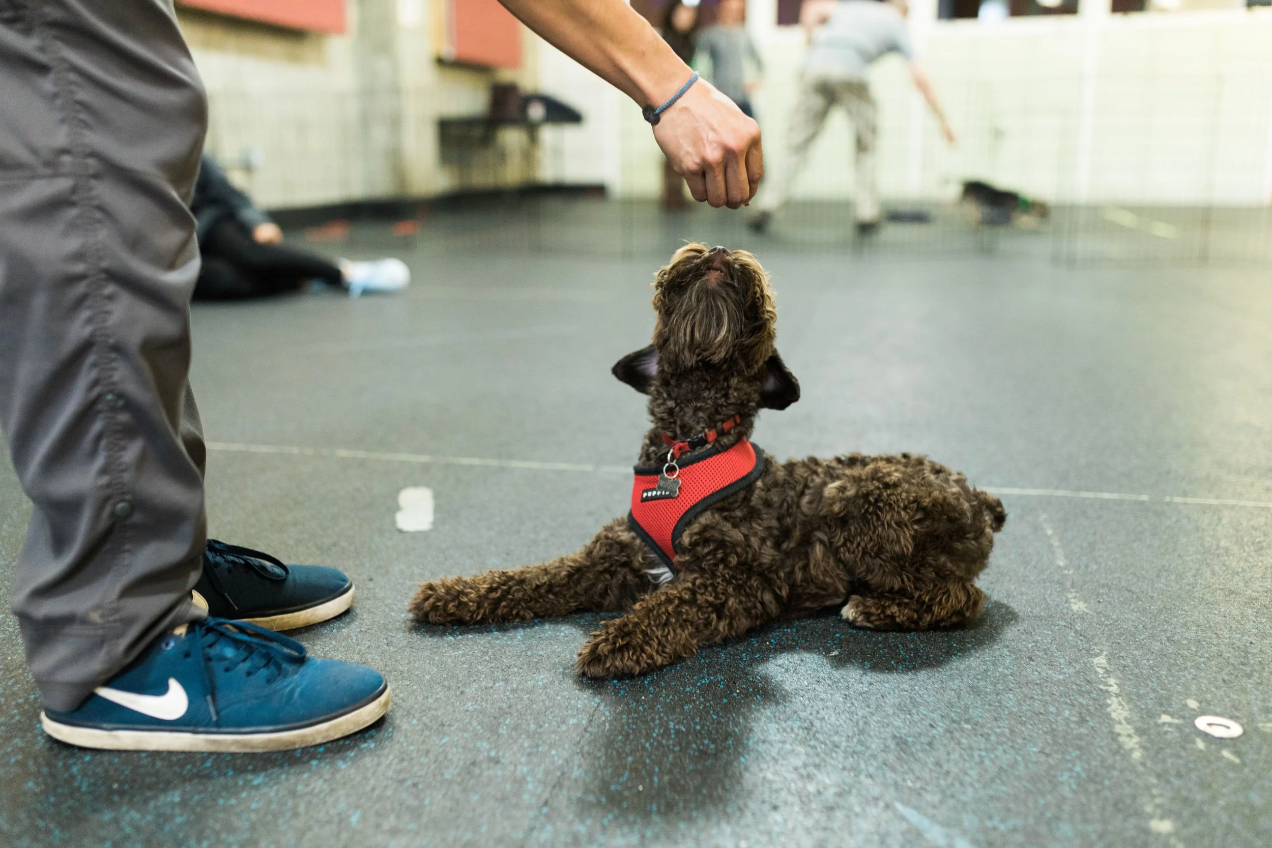 Prime Paw - San Francisco (SF) Dog Training - Dog Training and Daycare