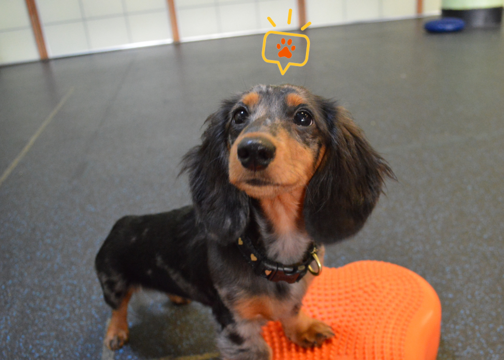 Prime Paw - San Francisco (SF) Dog Training - Dog Training and Daycare