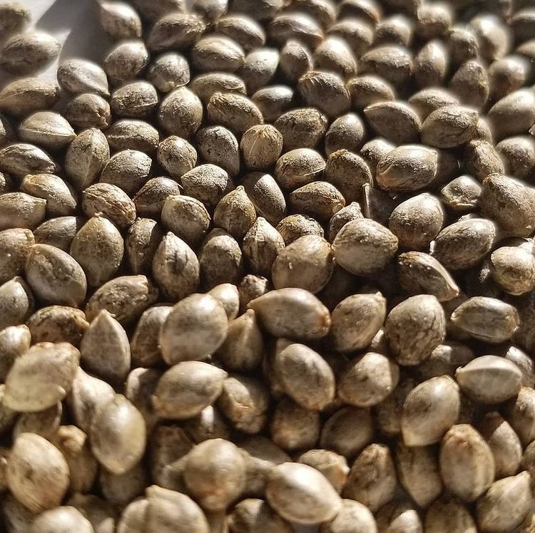 Lucky Dog Seed Co. — Lucky Dog Cannabis Co.